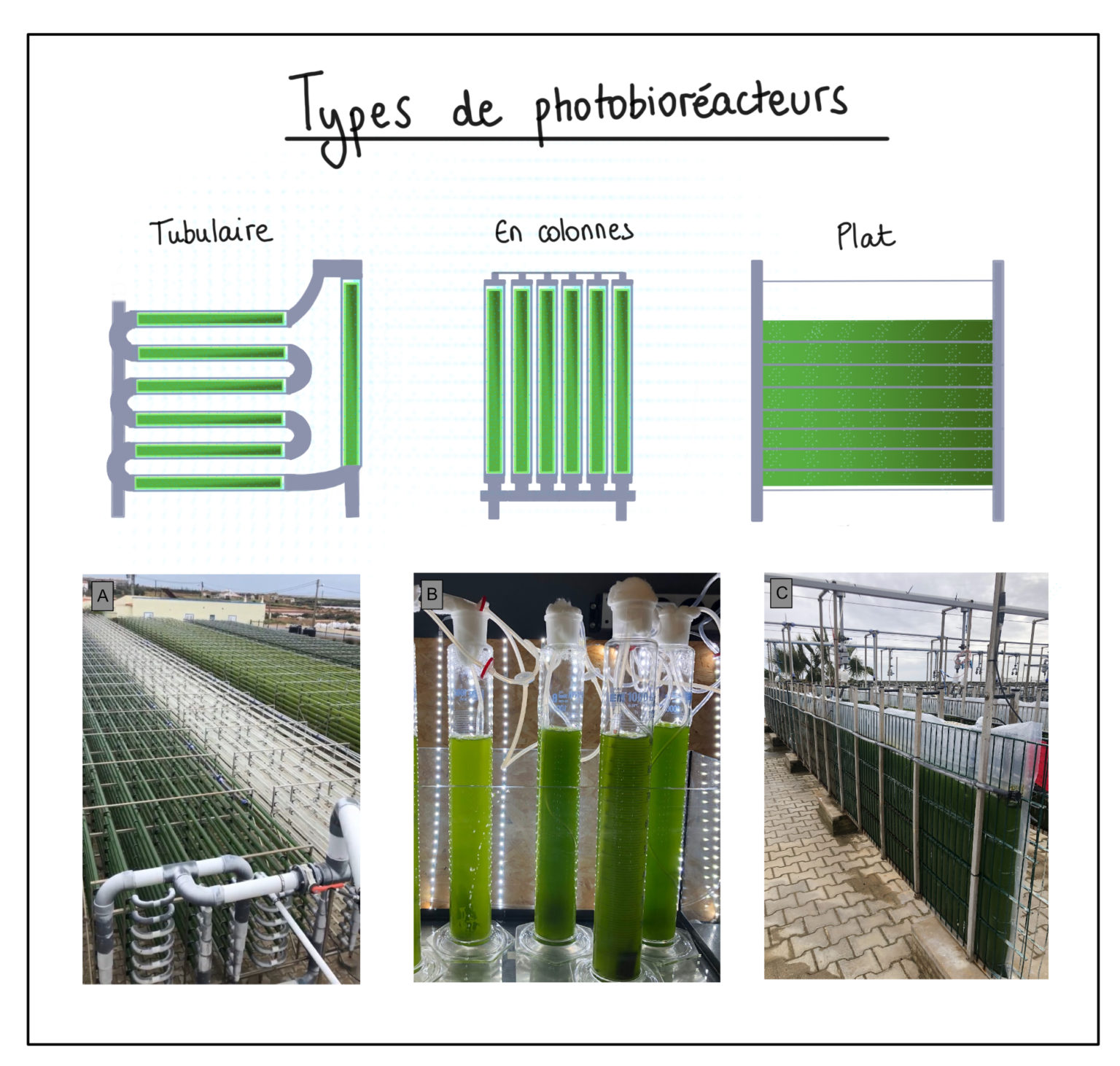 Le potentiel écologique et économique des microalgues – sy-gaia